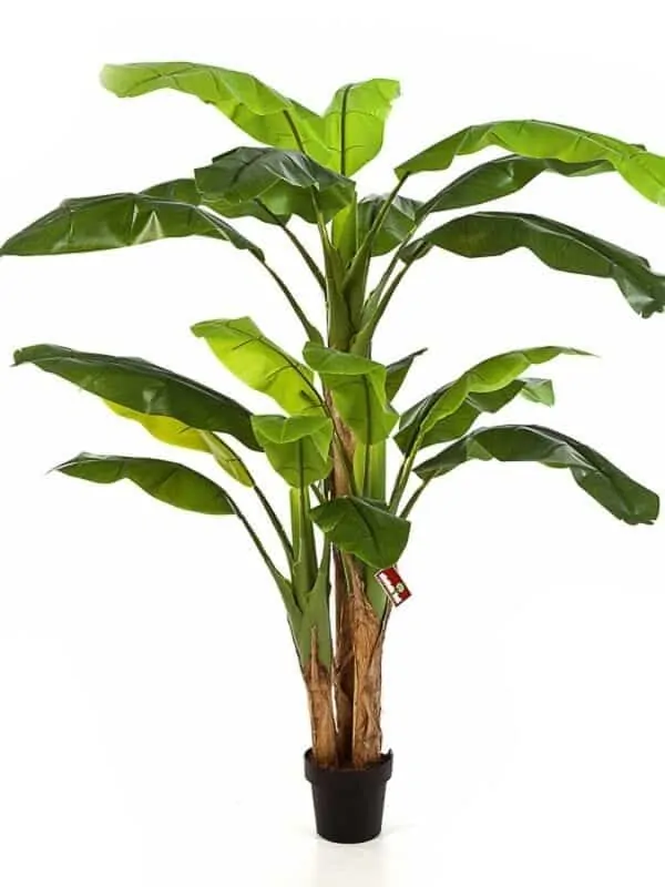 Banana Stablo | Bella Planta