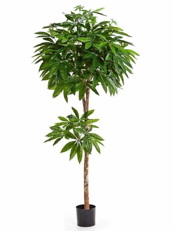 Pachira Stablo | Bella Planta